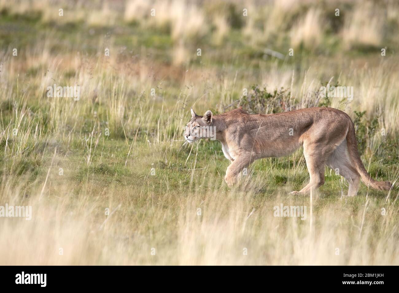 Single adult female puma in bright sunlight walking through the grass ...