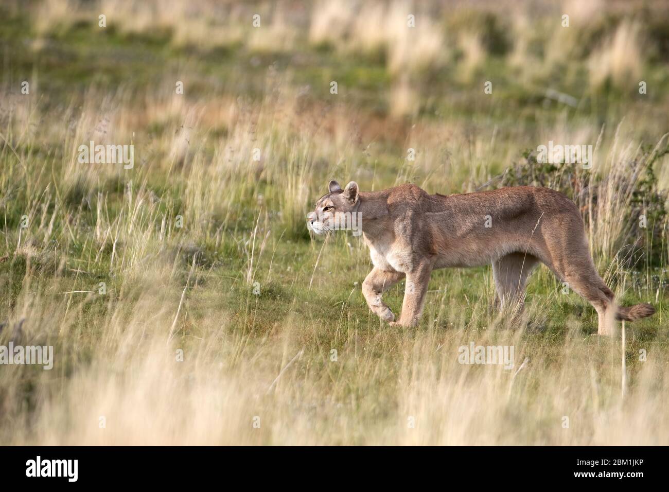 Single adult female puma in bright sunlight walking through the grass ...