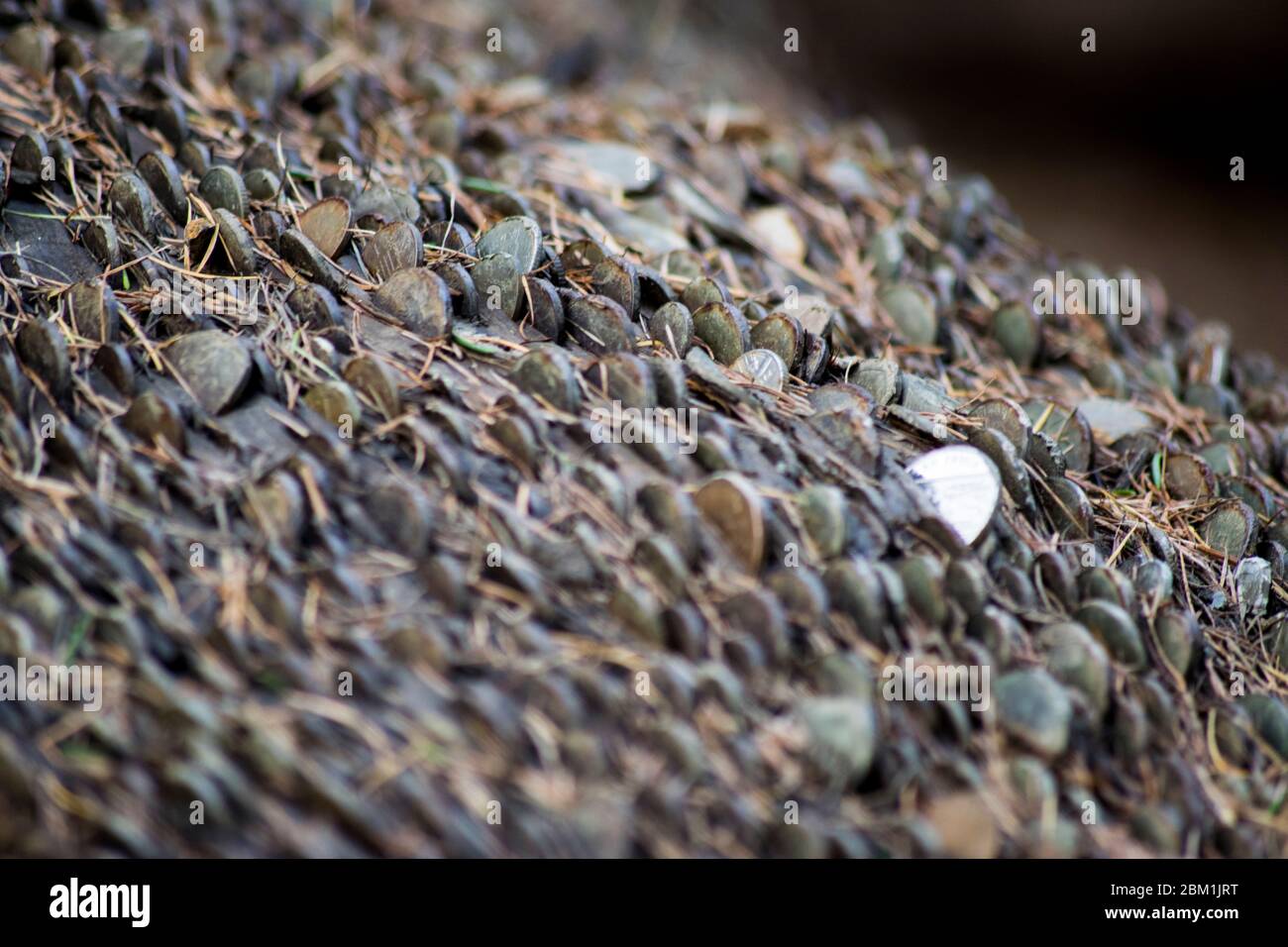 Wishing tree embedded with coins Stock Photo - Alamy