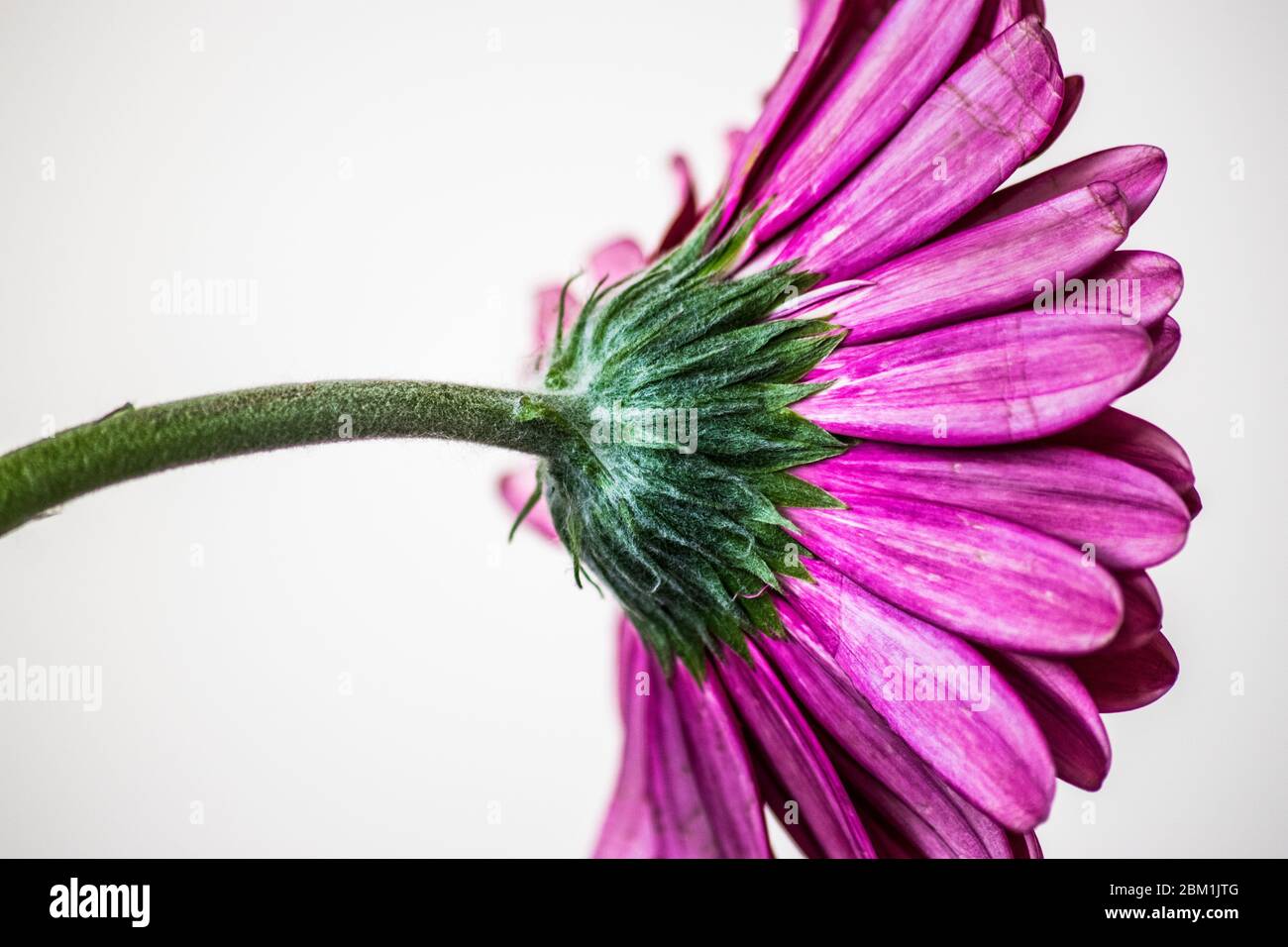 High contrast flower hi-res stock photography and images - Alamy