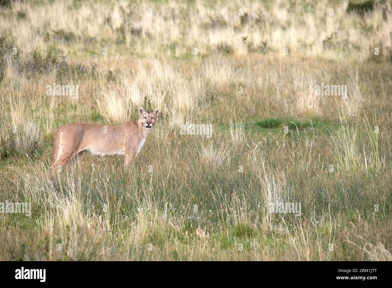 Single Puma stands on a hill side amidst the grass. Also known as ...