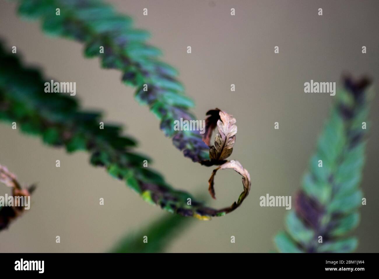 Golden fern hi-res stock photography and images - Alamy