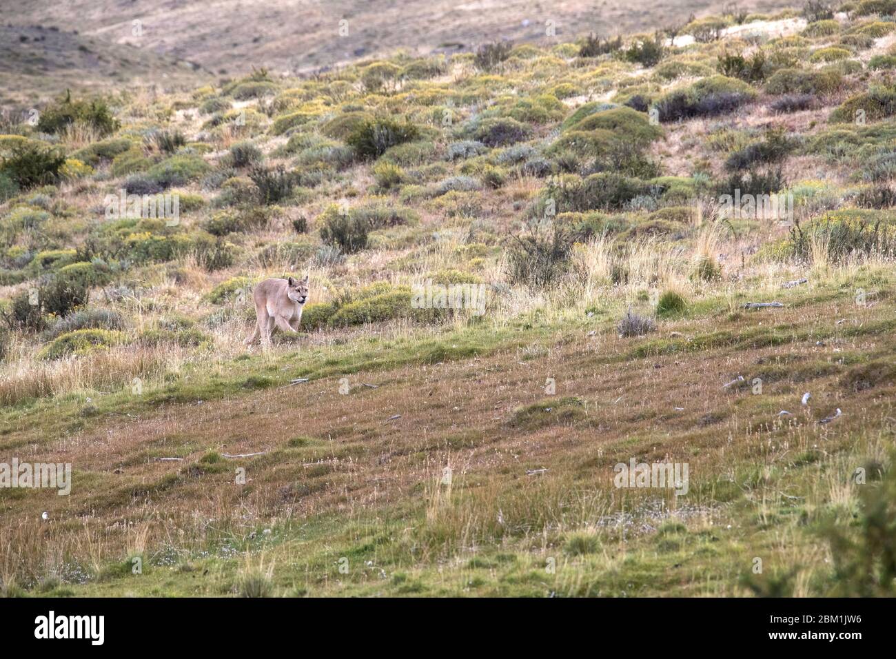 Single adult female puma in bright sunlight walking through the grass ...