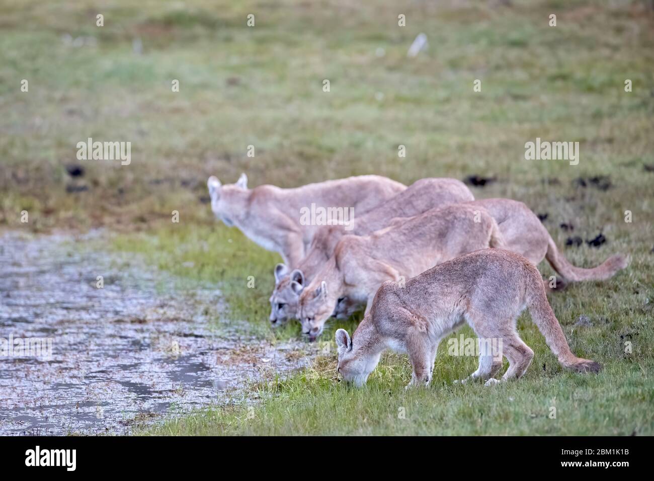 Family of five pumas, mother and juvenile cubs, drinking from a pool ...