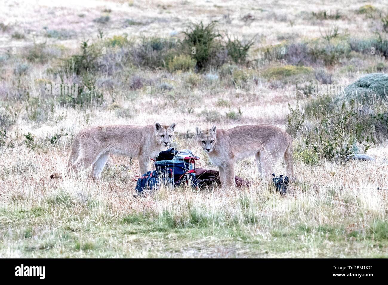From Left Puma High Resolution Stock Photography and Images - Alamy