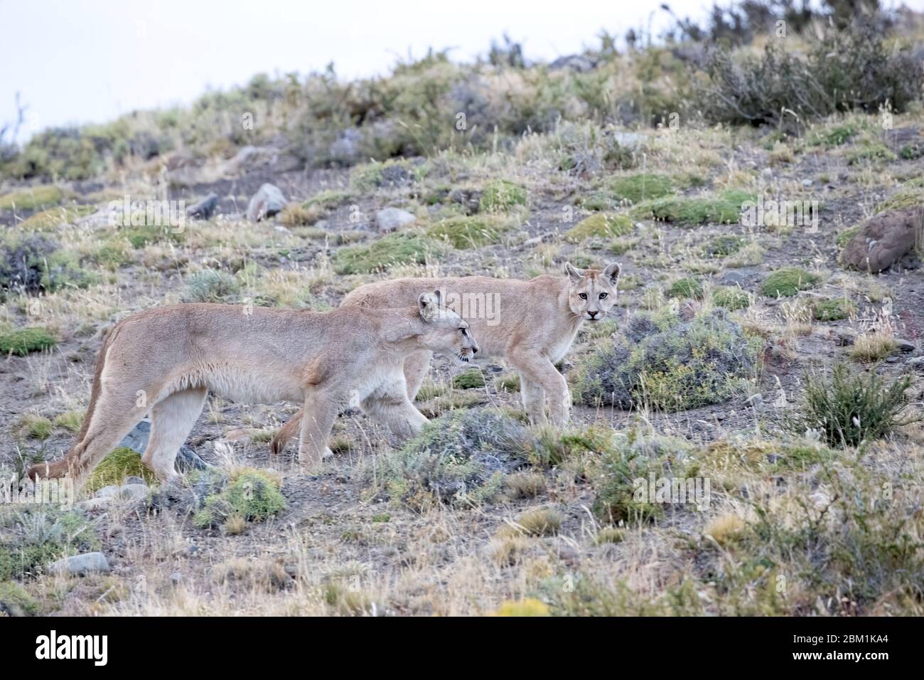 Two juvenile Pumas from the same family stalking on a hillside. Also ...
