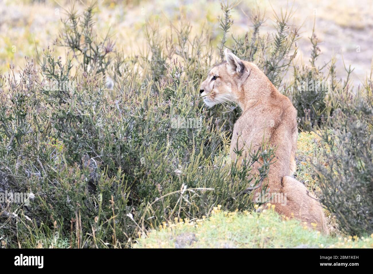 Single adult female puma sits on the grass waiting to start hunting ...