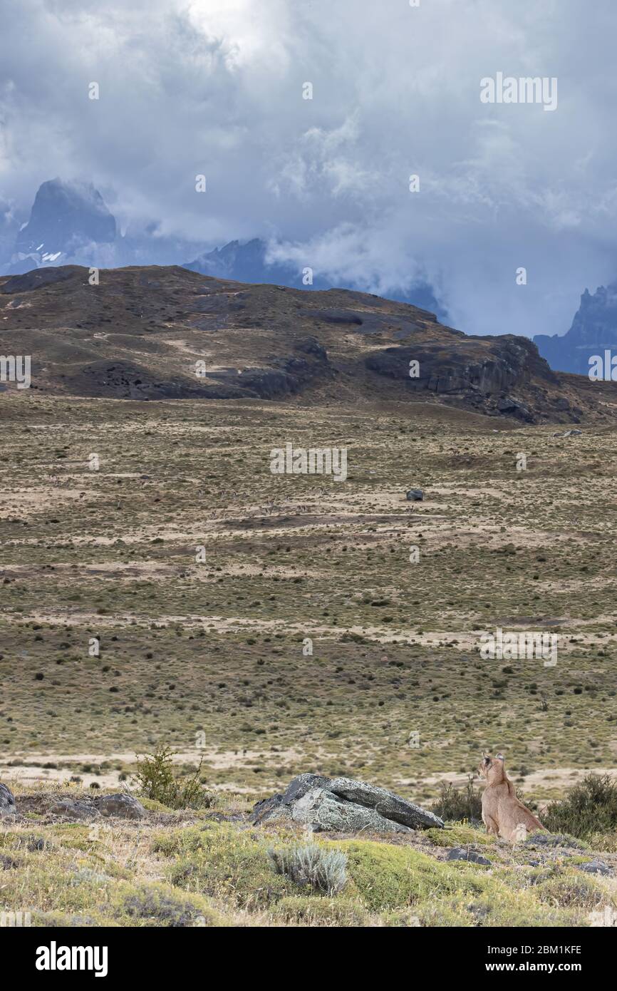 Puma hunting torres del paine hi-res stock photography and images - Alamy