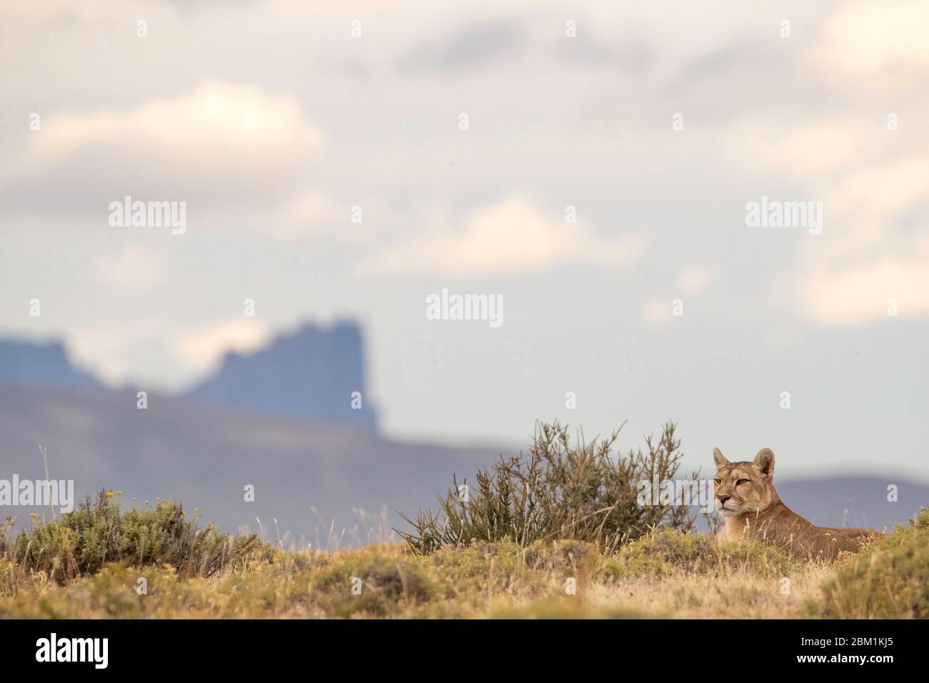 Single adult female puma sits on the grass with mountains in the ...