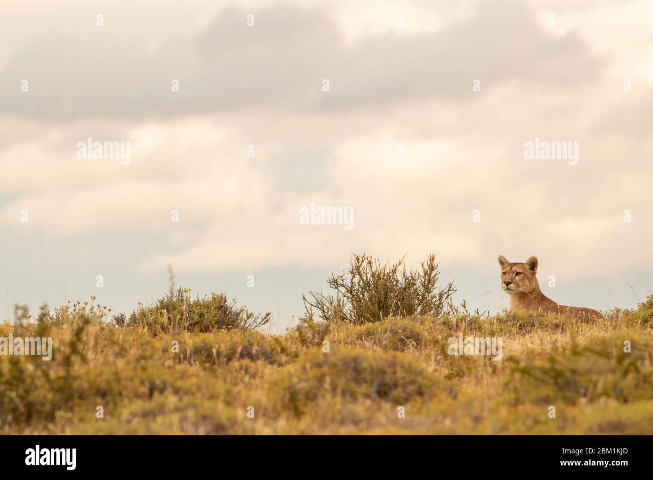 Puma stalking hi-res stock photography and images - Alamy