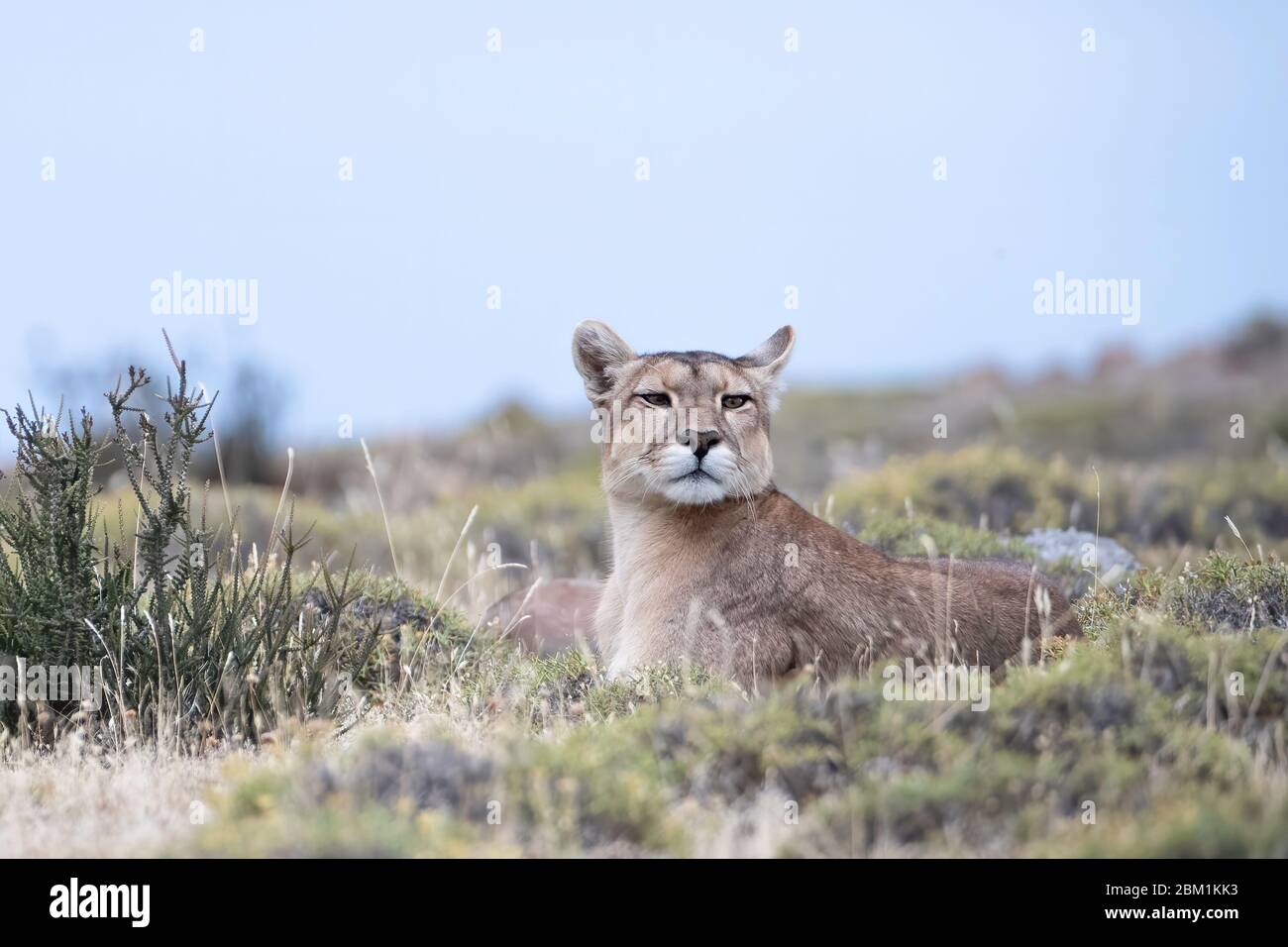 Cougar hunting torres del paine hi-res stock photography and images - Alamy