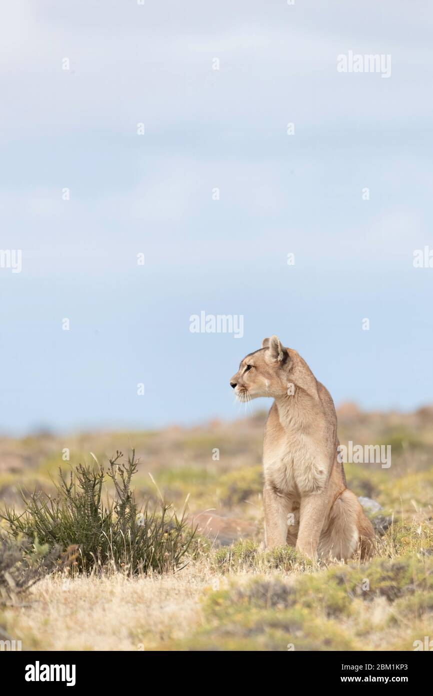 Single adult female puma sits on the grass waiting to start hunting ...