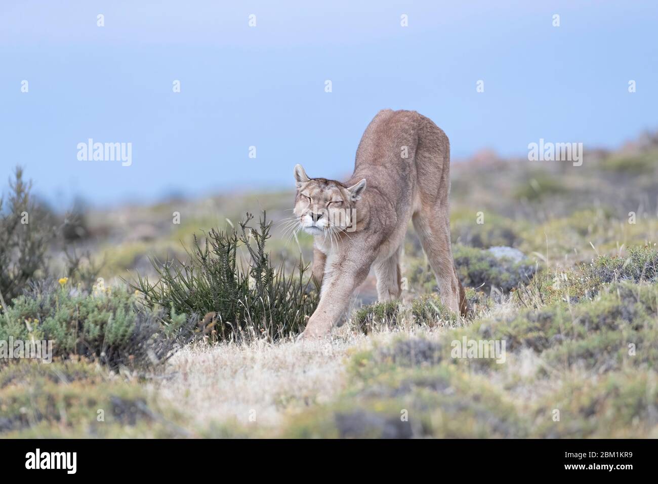 Single adult female puma stretches on the grass waiting to start ...