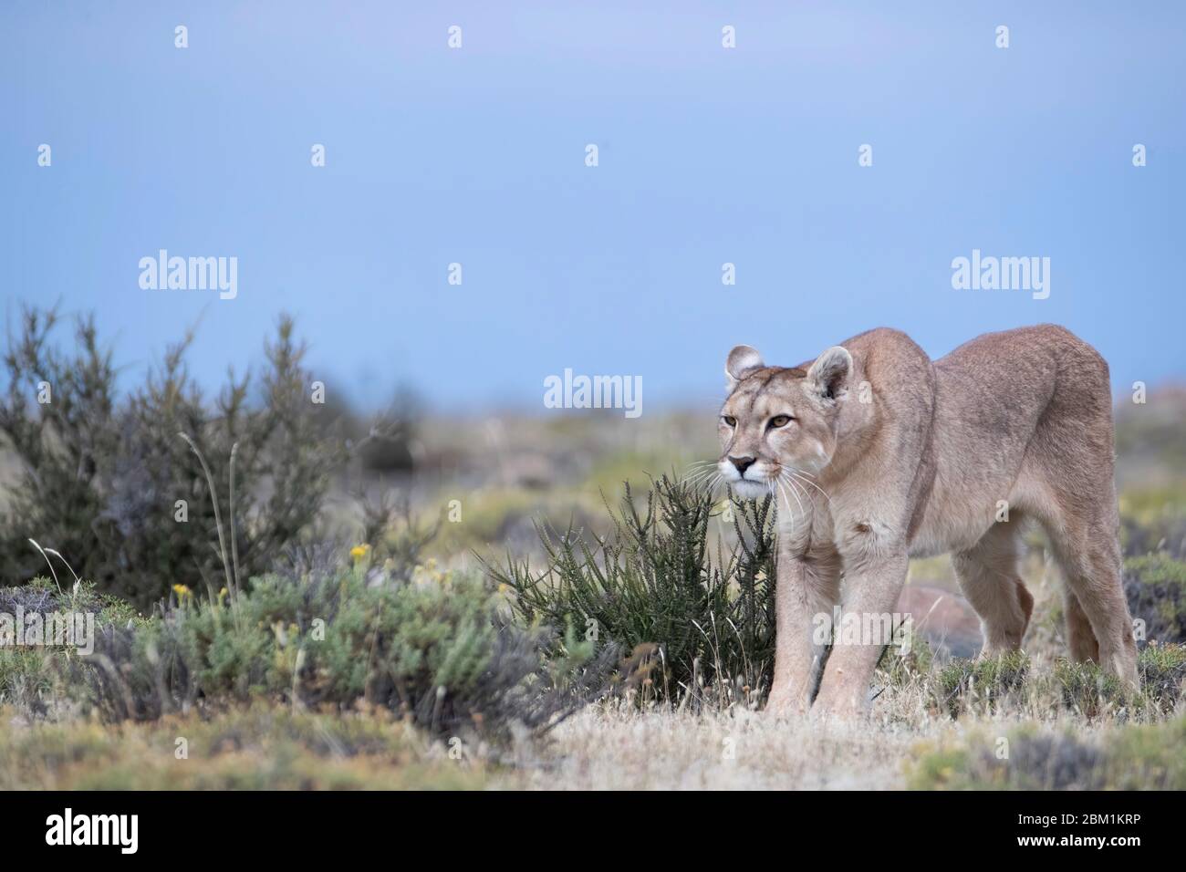 Single adult female puma stands in the grass waiting to start hunting ...