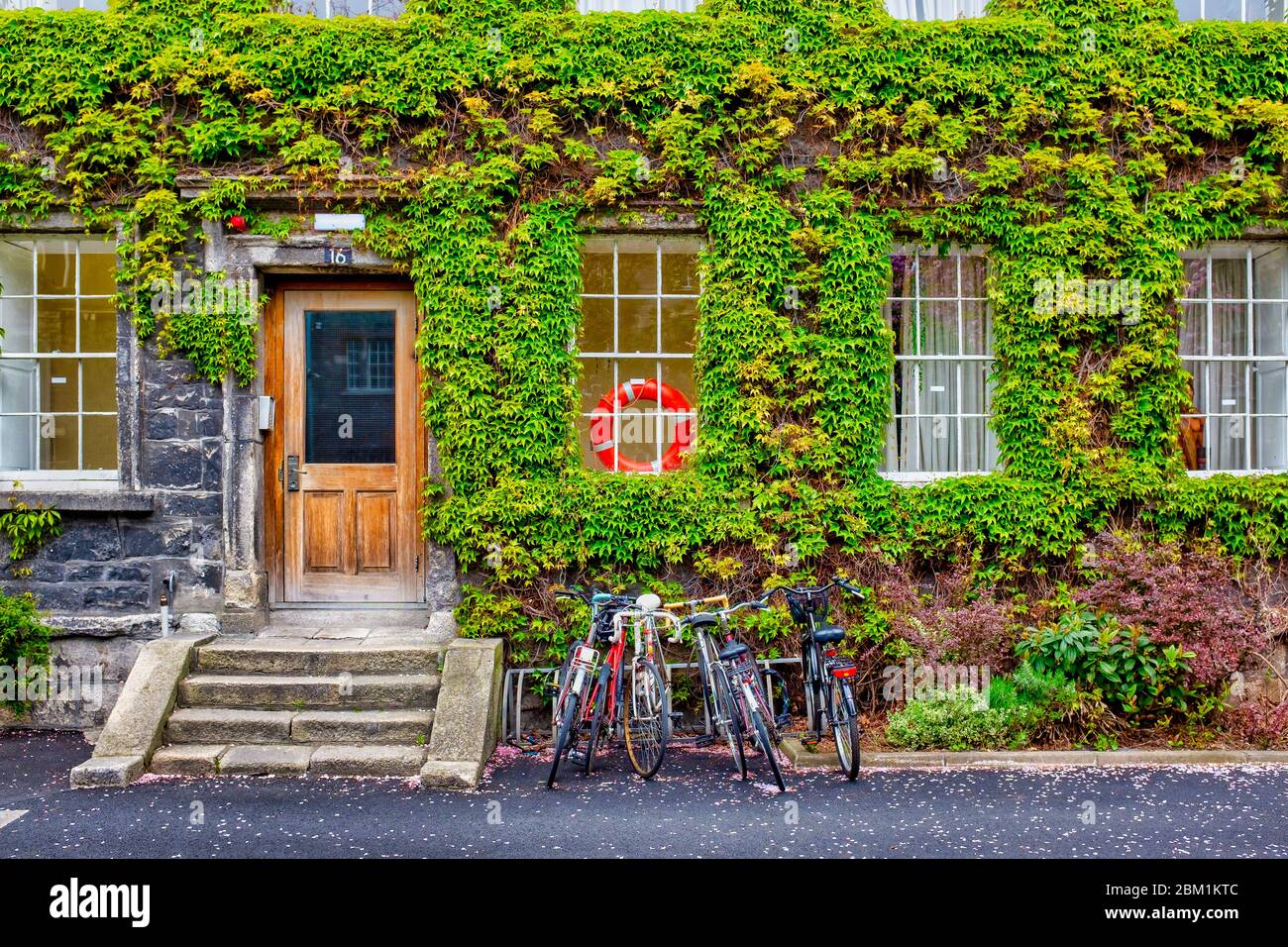Irish ivy hi-res stock photography and images - Alamy