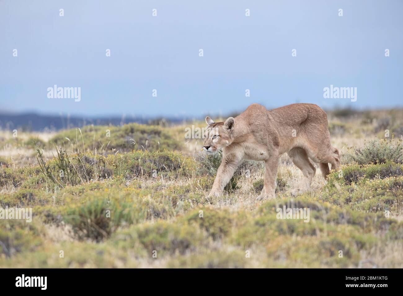 Single adult female puma walking through the grass waiting to start ...