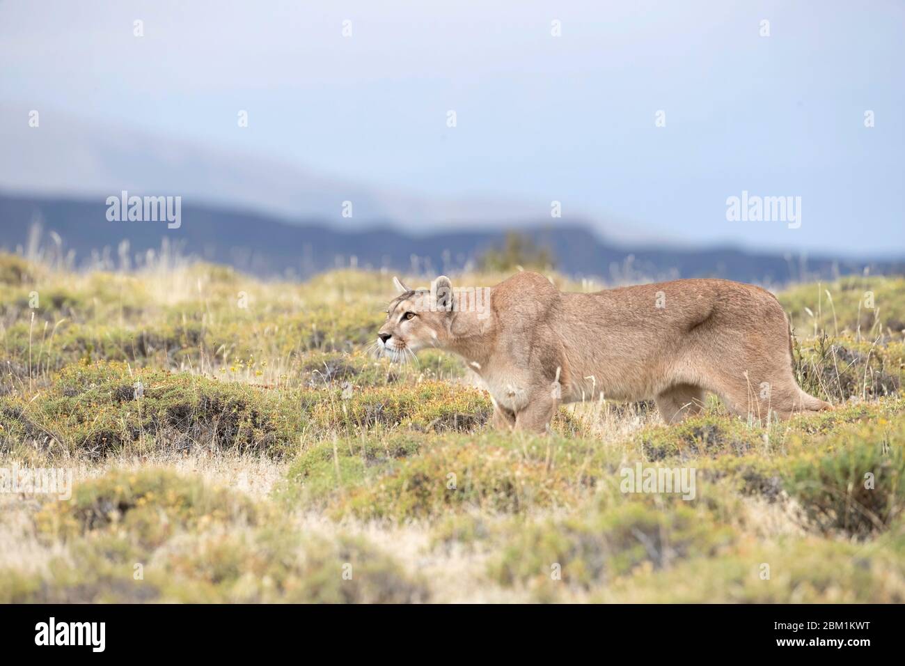 Single adult female puma walking through the grass waiting to start ...