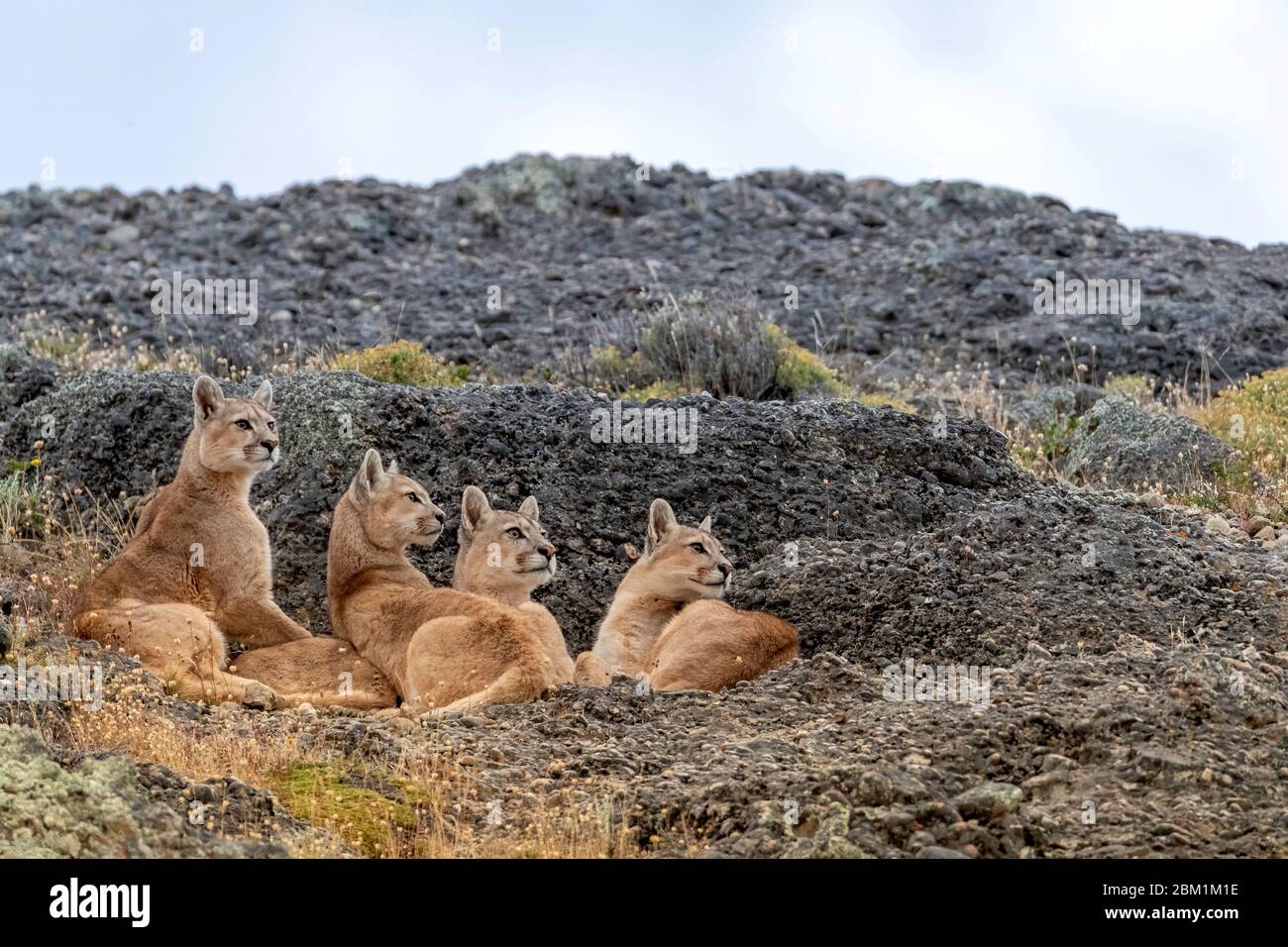 Four 4 group grouped hi-res stock photography and images - Alamy