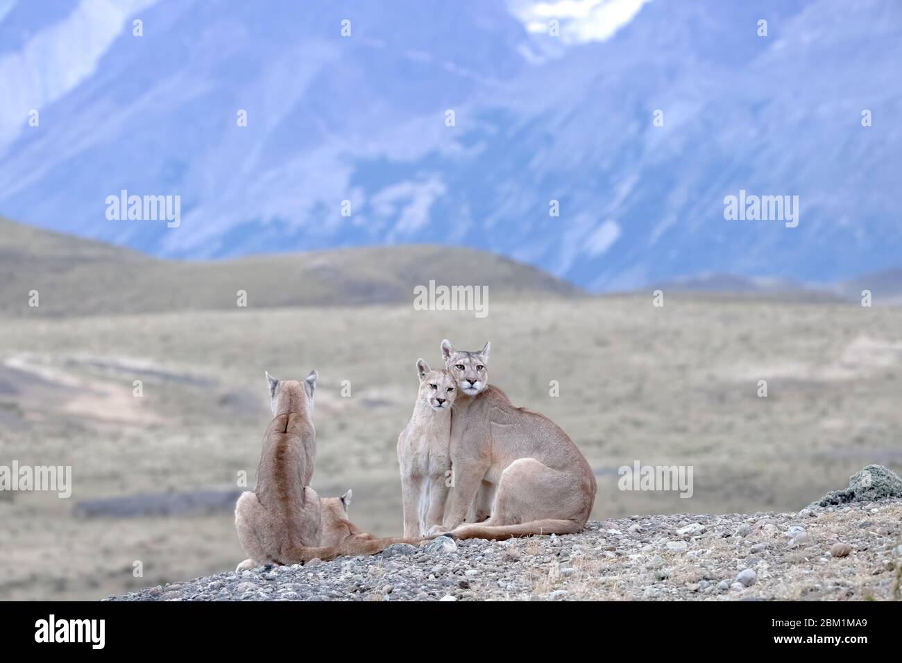 Multiple Pumas from the same family sitting on the hillside in front ...