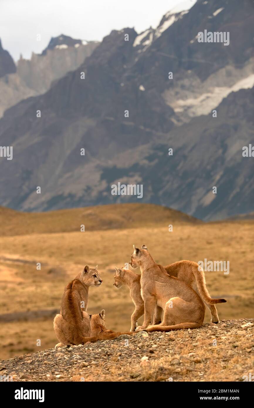 Multiple Pumas from the same family sitting on the hillside in front ...