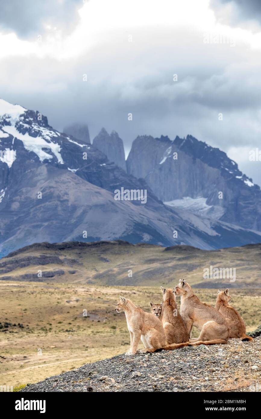 Multiple Pumas from the same family sitting on the hillside in front ...