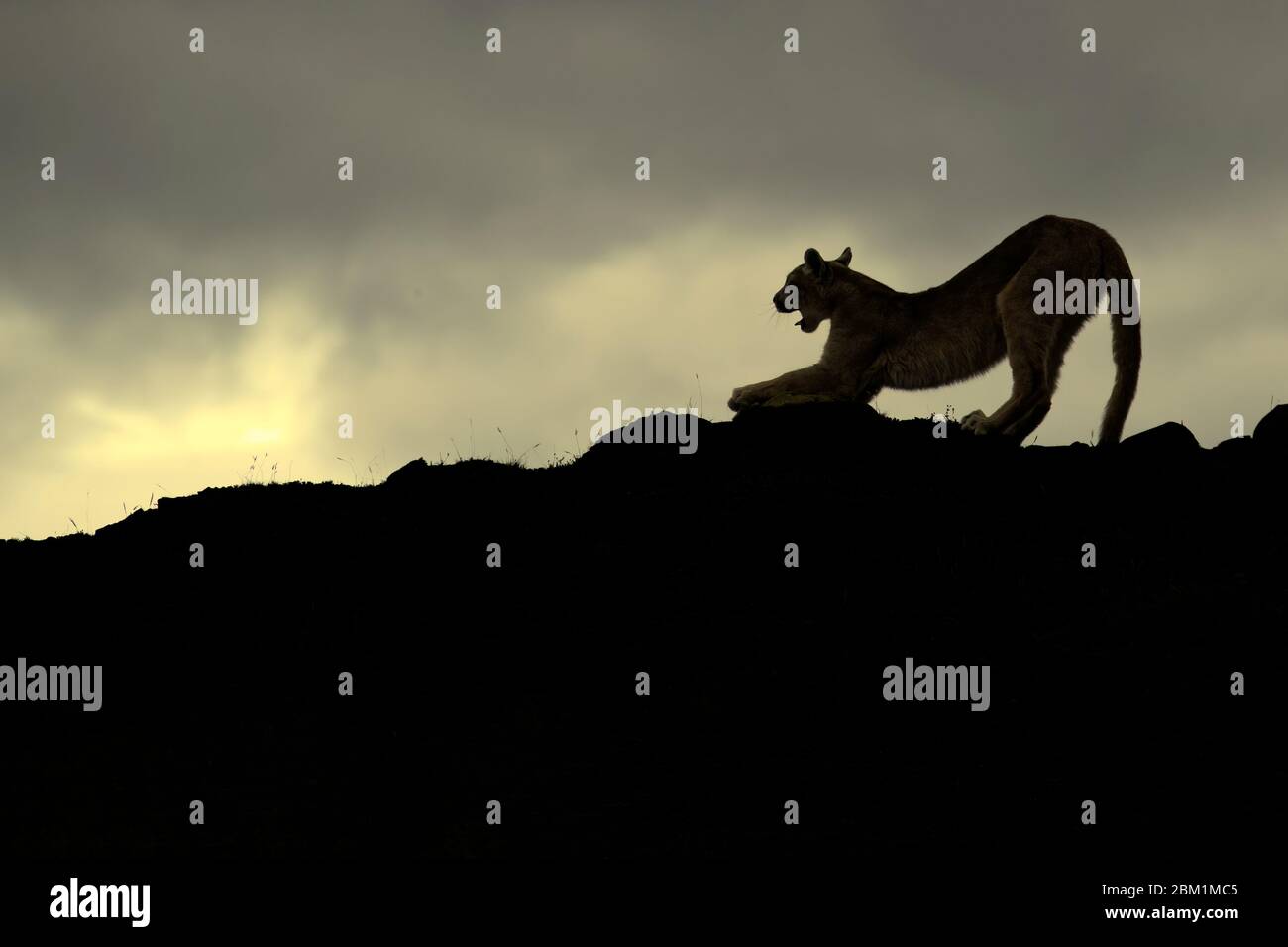 Mountain lion stretching hi-res stock photography and images - Alamy