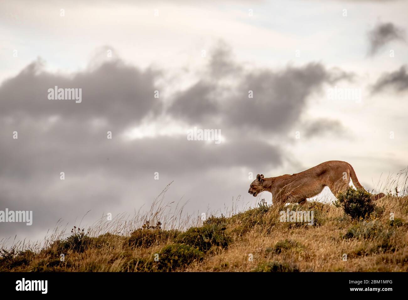 Puma profile hi-res stock photography and images - Alamy
