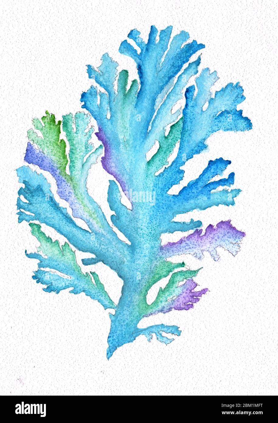 Sea Coral Drawing