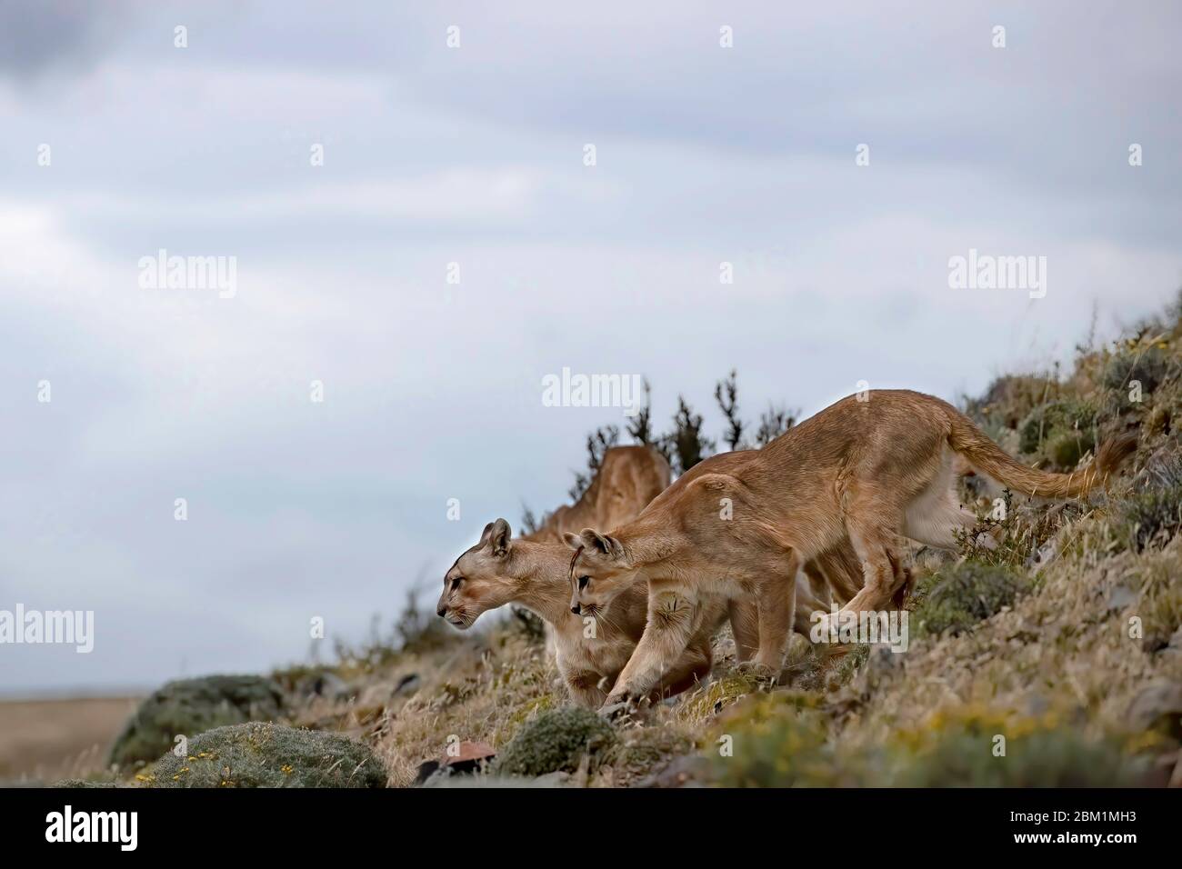 Juvenile pumas hi-res stock photography and images - Alamy