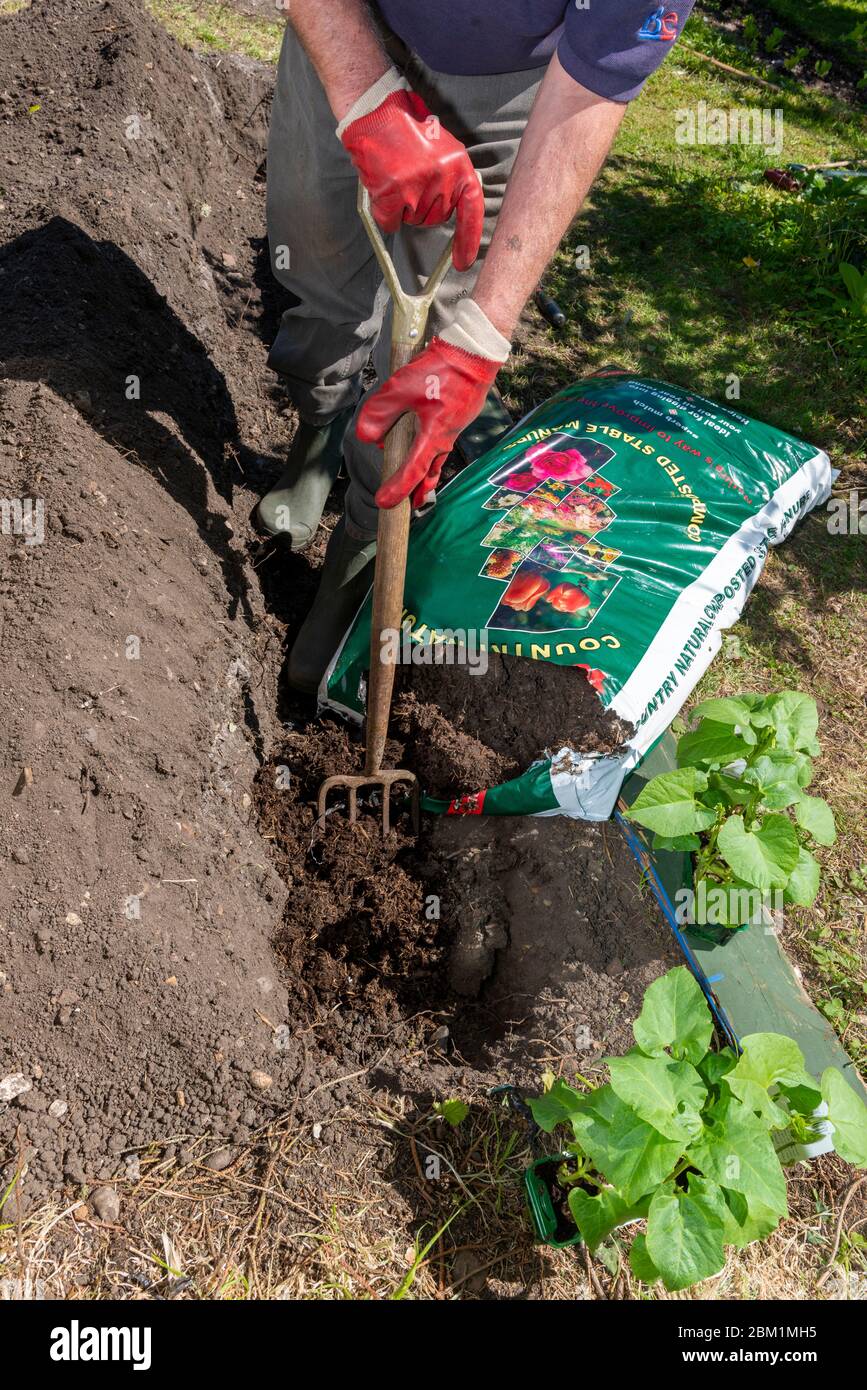Suburban lawn having been dug up manure being dug into a trench before ...