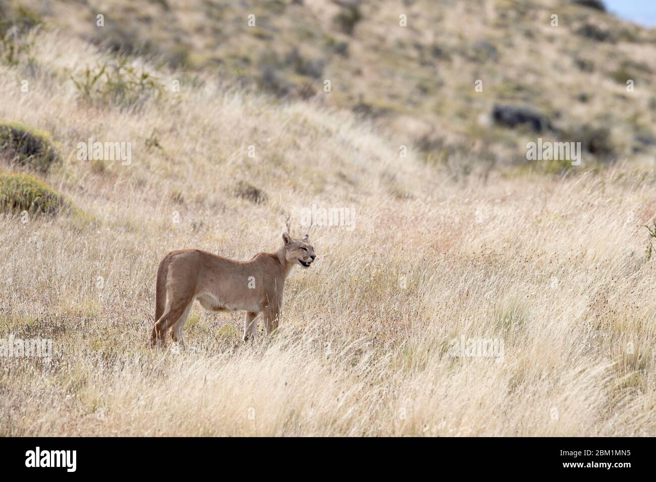 Mother puma hi-res stock photography and images - Alamy