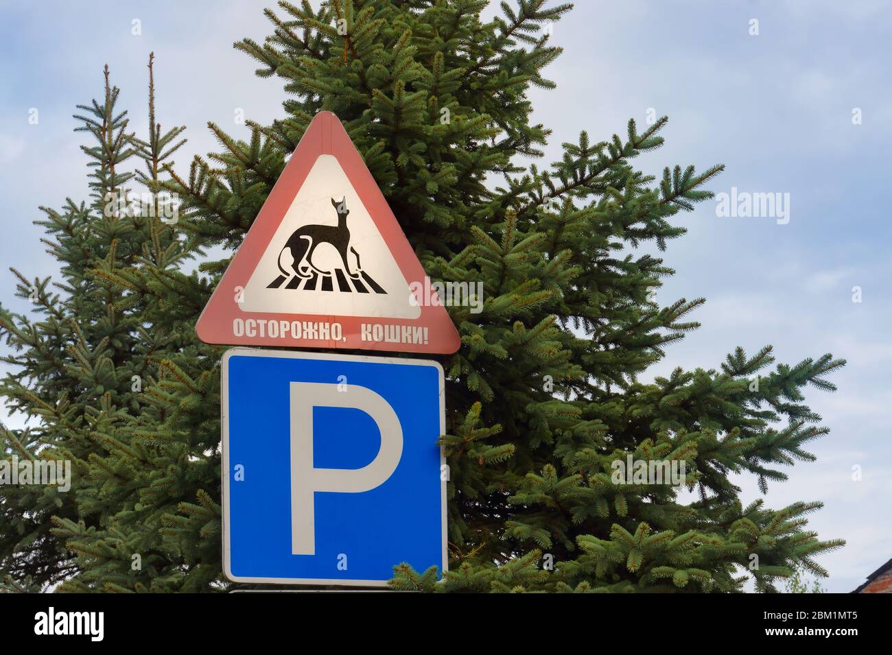 warning sign animals on the road, road sign caution cats, Russia ...
