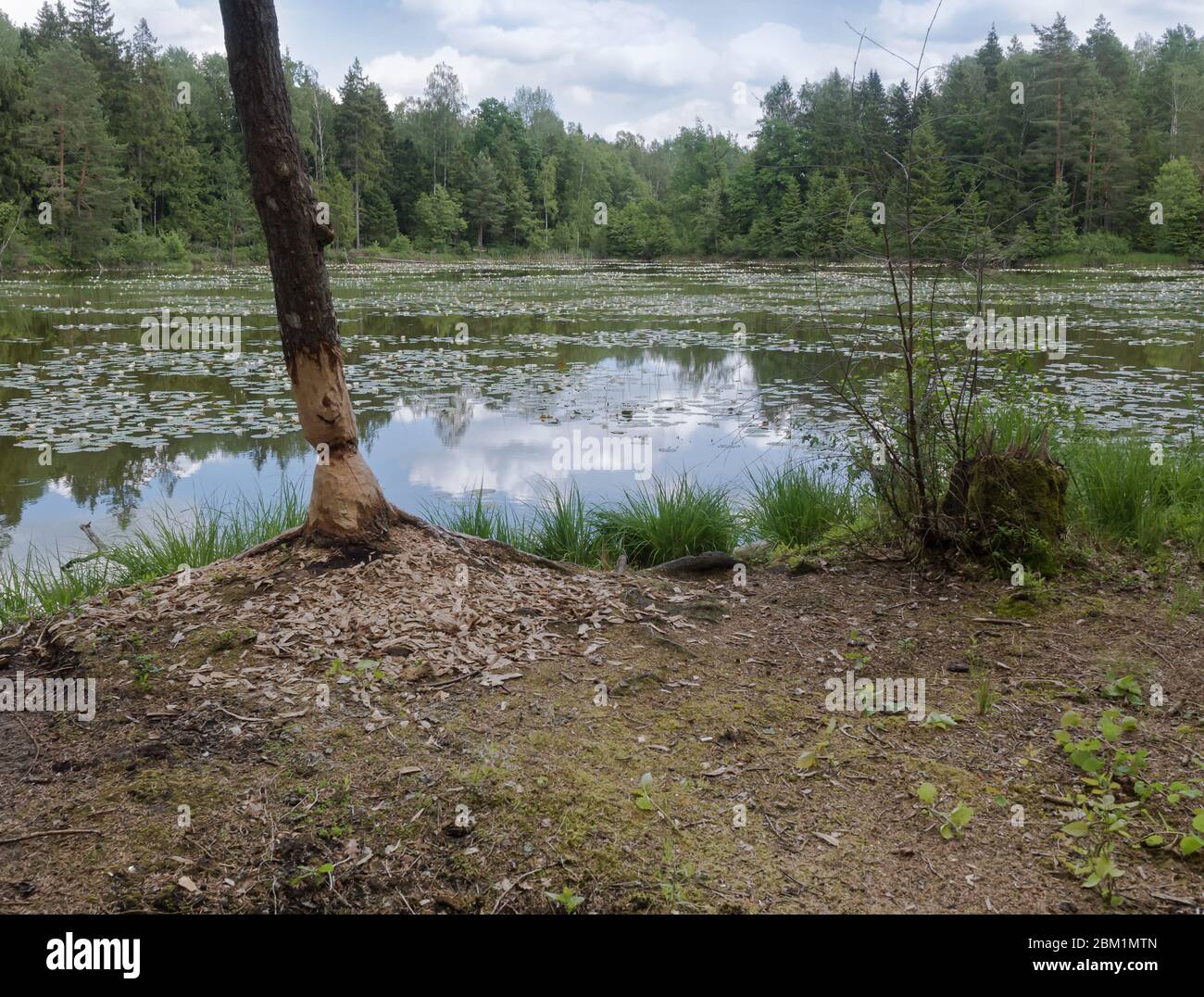 Beaver Tree Chew High Resolution Stock Photography and Images - Alamy