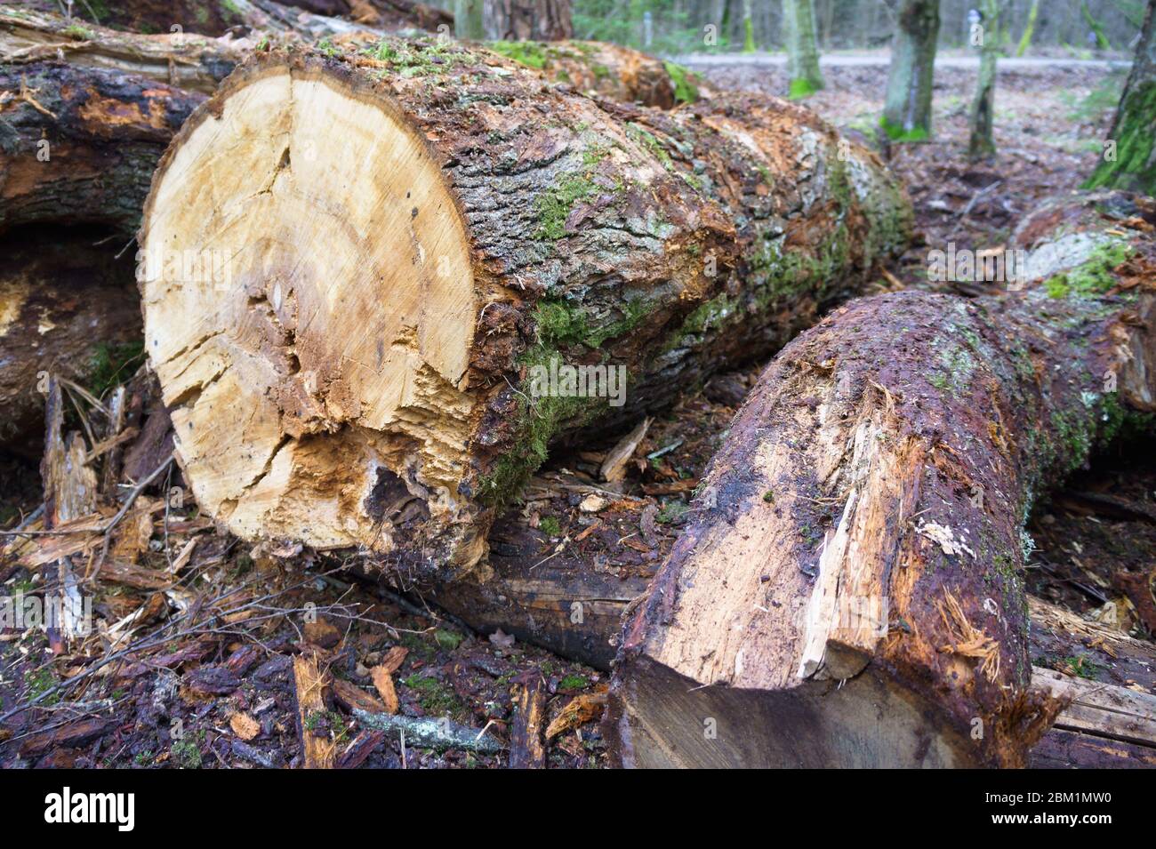 felled trees in a stack, logs from felled tree trunks Stock Photo - Alamy