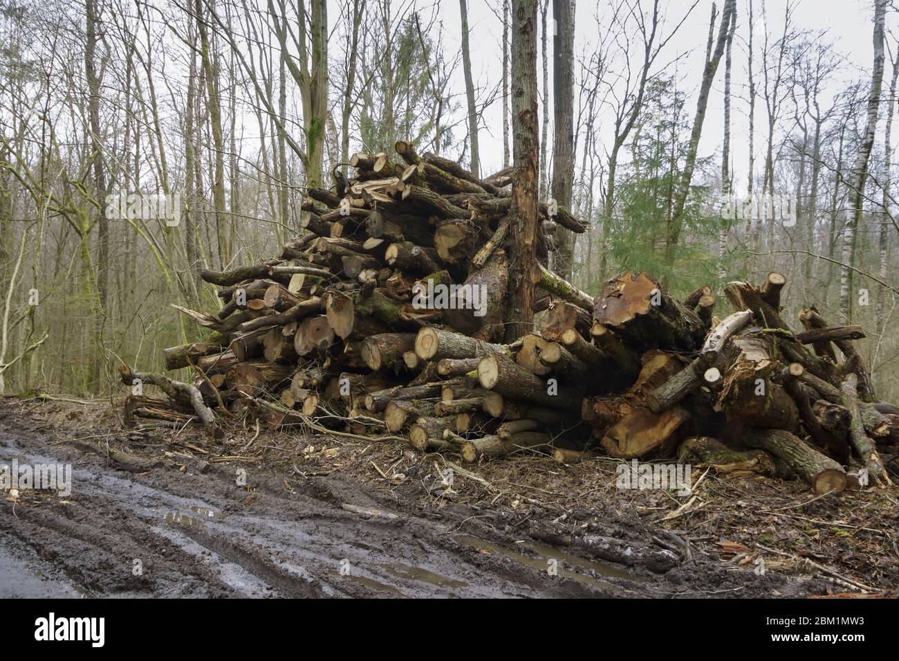 felled trees in a stack, logs from felled tree trunks Stock Photo - Alamy
