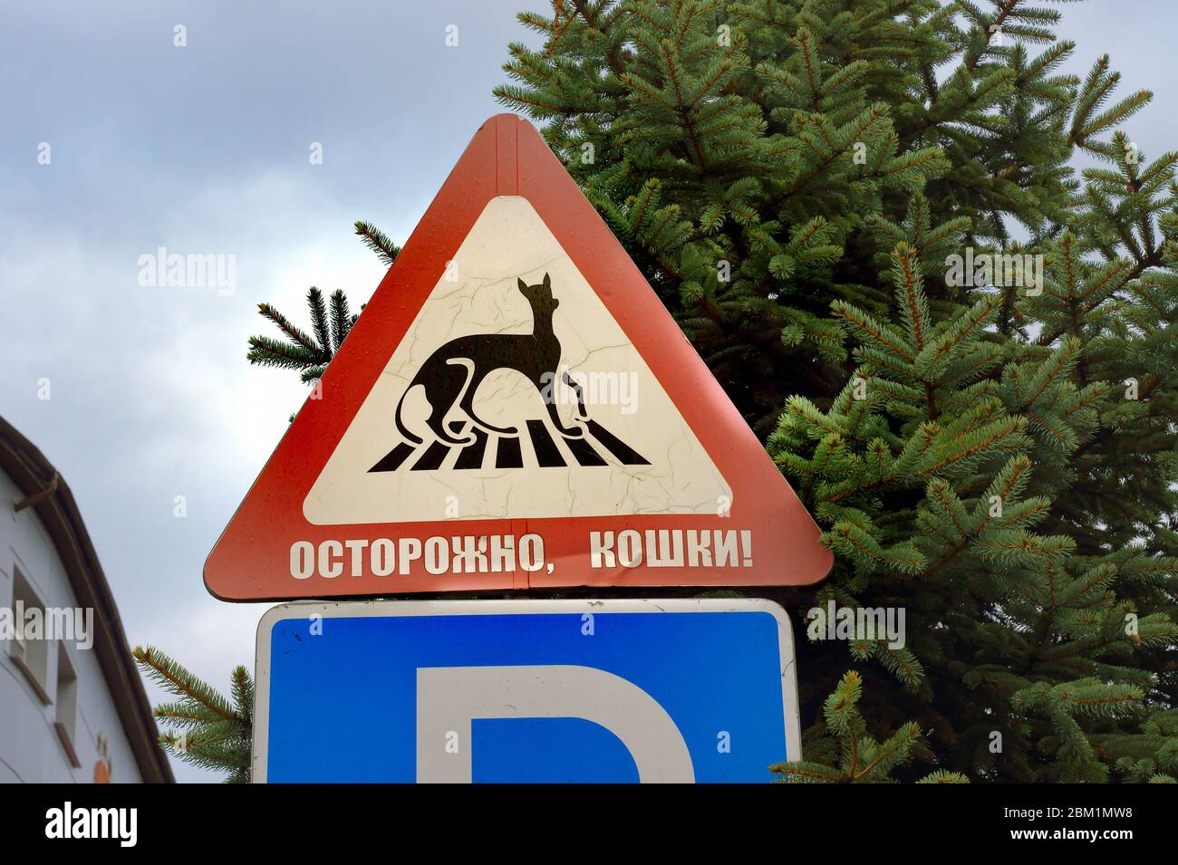 warning sign animals on the road, road sign caution cats, Russia ...