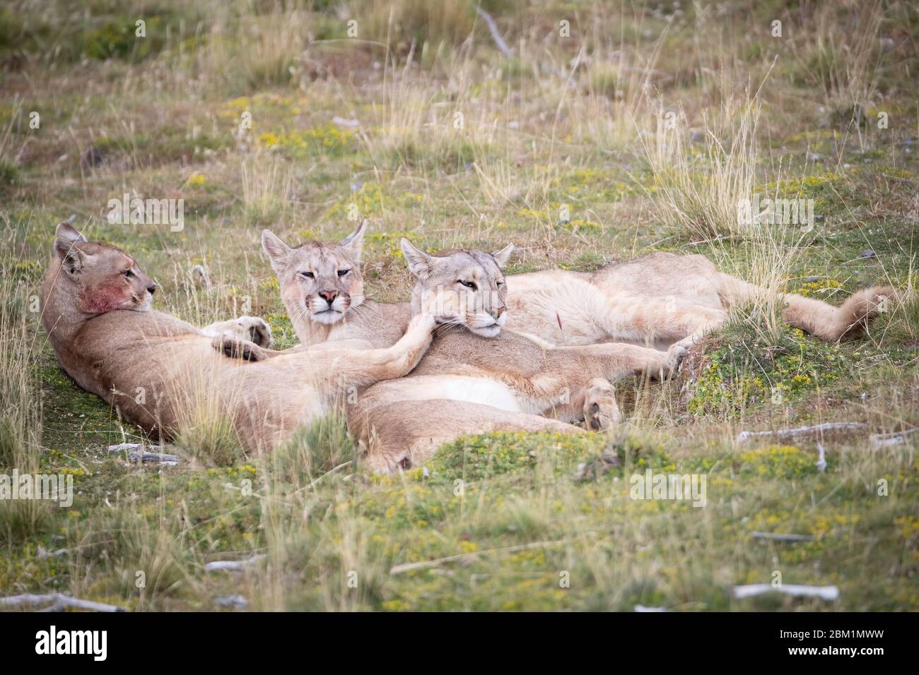 Juvenile Puma cubs relaxingin the short grass on a hill side. Also ...