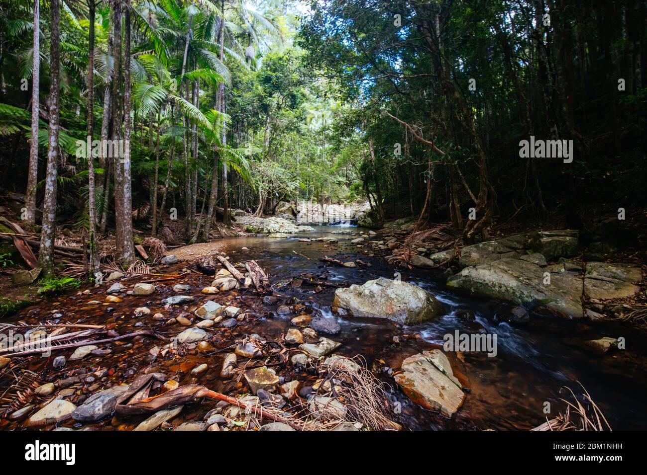 Cougal hi-res stock photography and images - Alamy