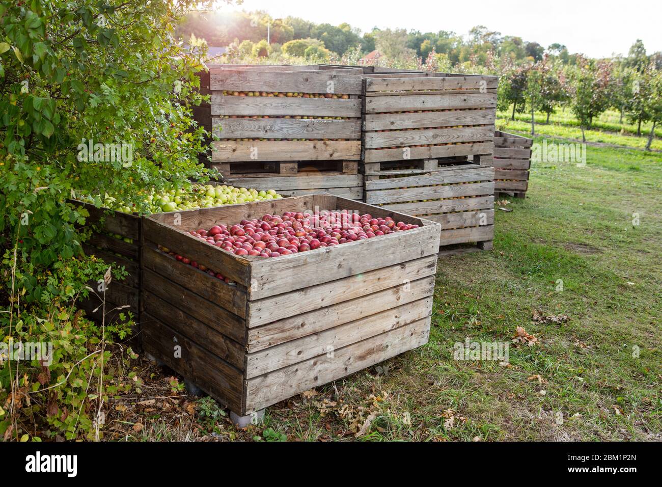 Apple plantation with wooden boxes hi-res stock photography and images ...