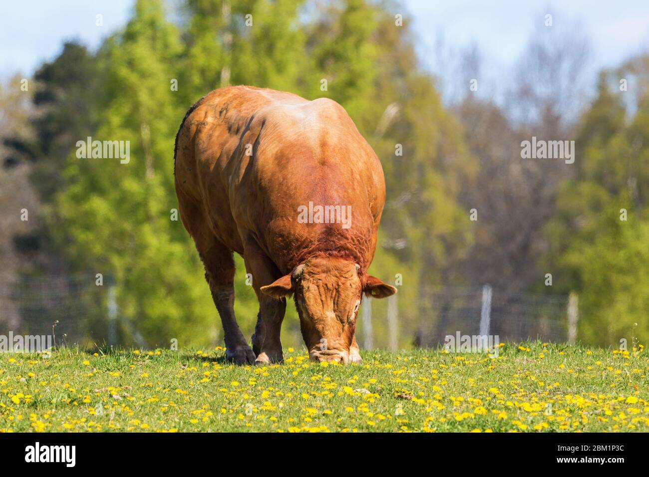 Large bull grazing hi-res stock photography and images - Alamy