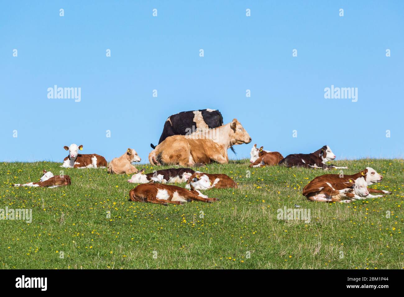 Black cows lying down resting hi-res stock photography and images - Alamy