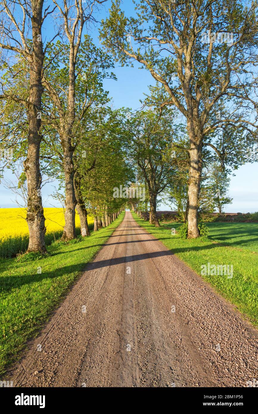 Tree alley through rural landscapes Stock Photo - Alamy