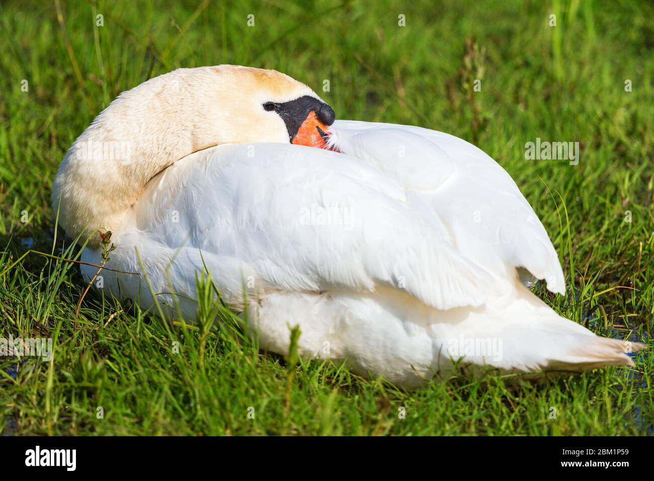 Swans Laying Down