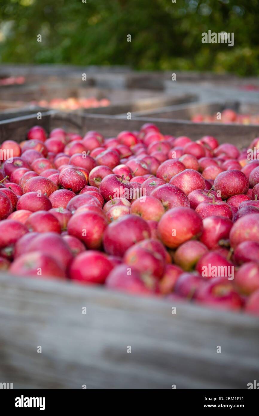 Apple box hi-res stock photography and images - Alamy