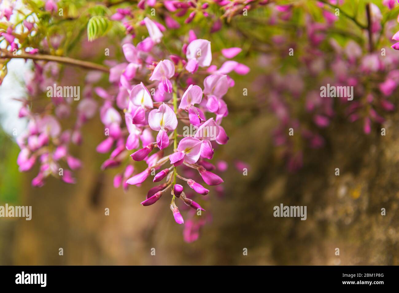 Acacia Pink Plant High Resolution Stock Photography and Images - Alamy