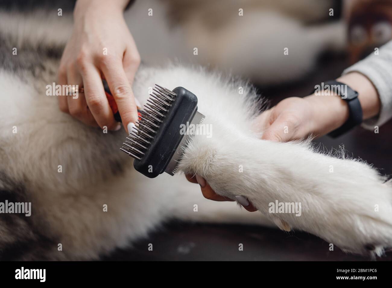 White dog paw with long claws combed at special brush Stock Photo - Alamy