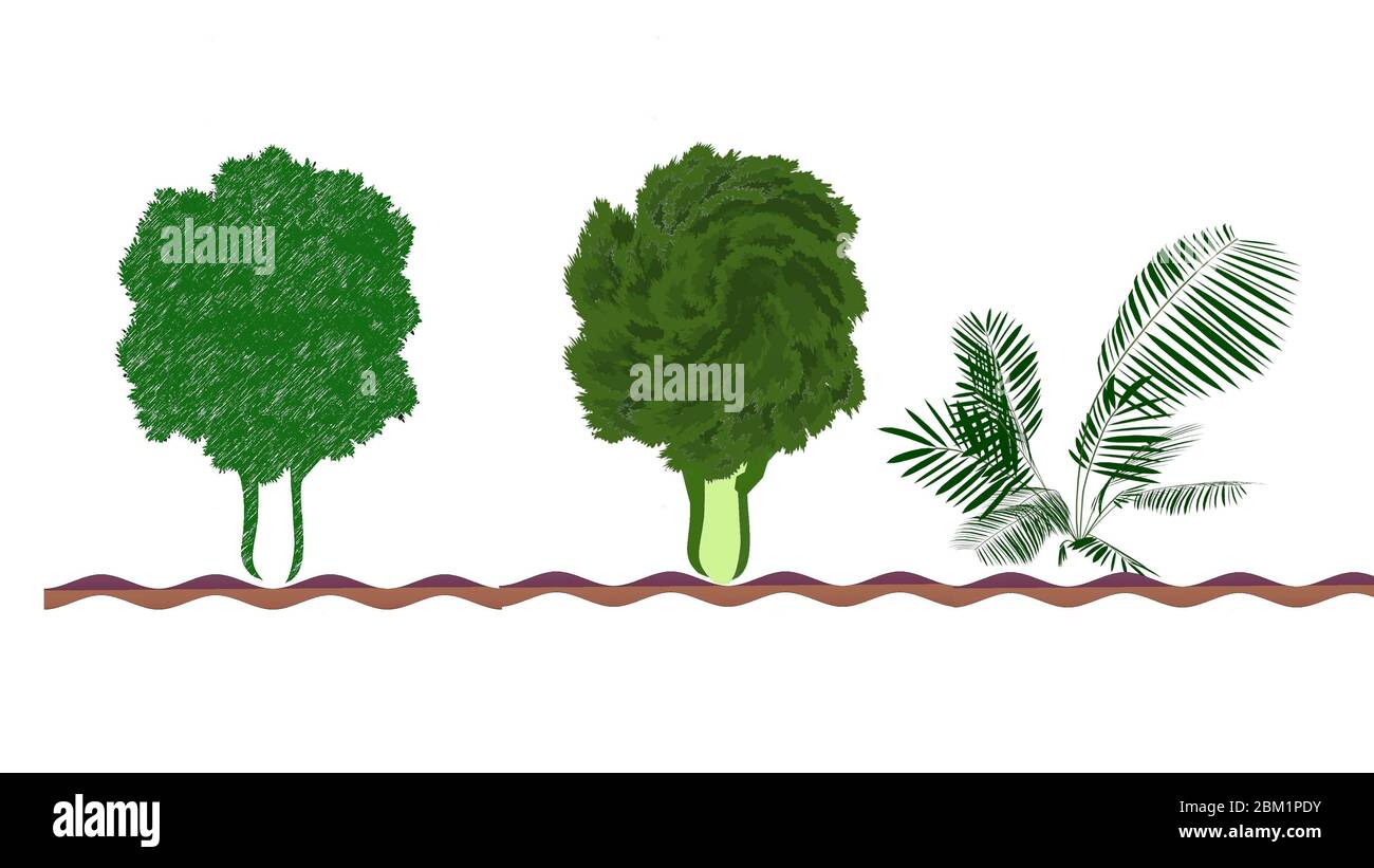 vegetable picture Stock Photo - Alamy