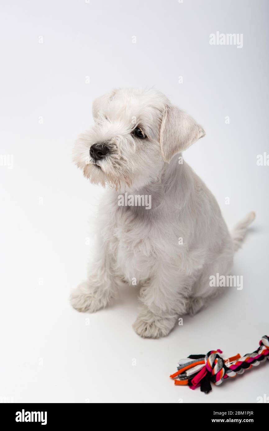Little white miniature schnauzer puppy sitting on infinite white ...