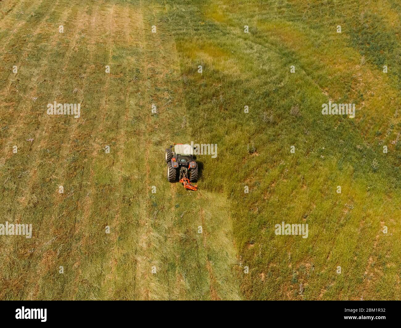 Tractor removes green grass from field, concept of harvesting silage ...
