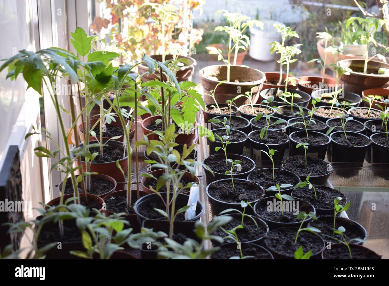 tomato plants growing inside Stock Photo - Alamy